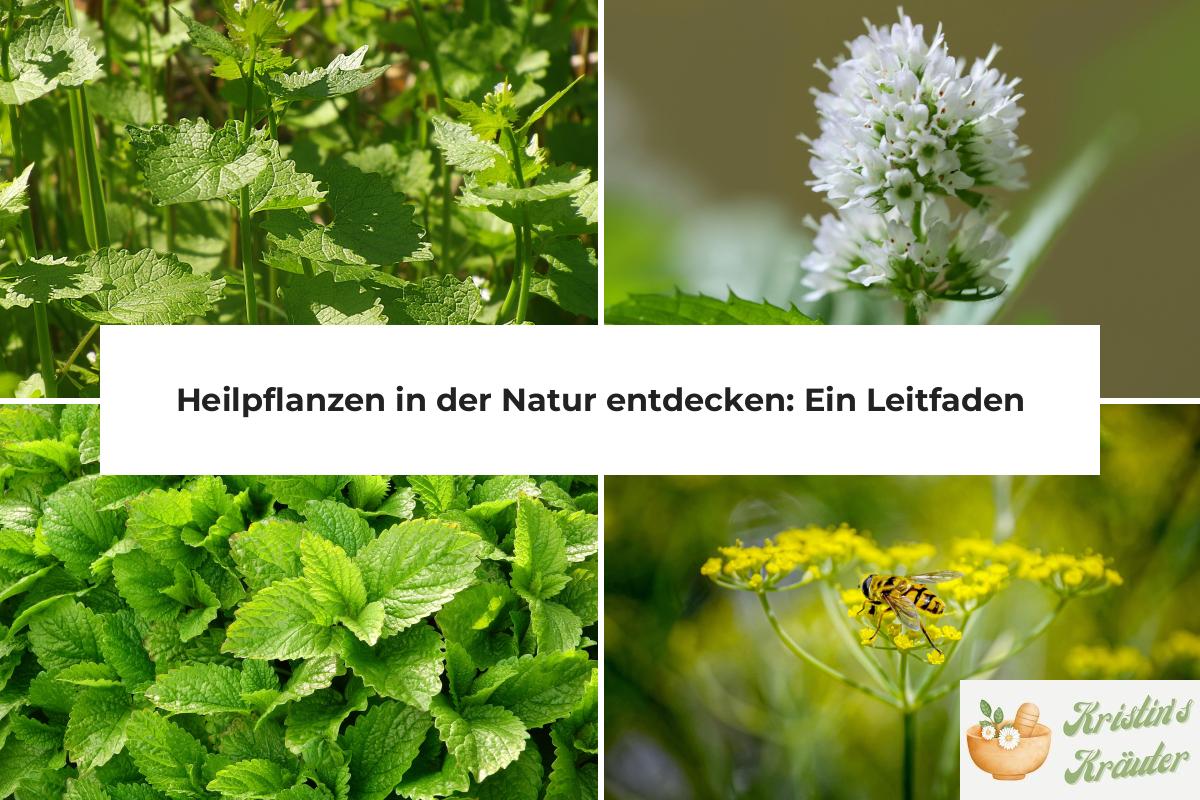 Heilpflanzen in der Natur entdecken: Ein Leitfaden | Kristin's Kräuter